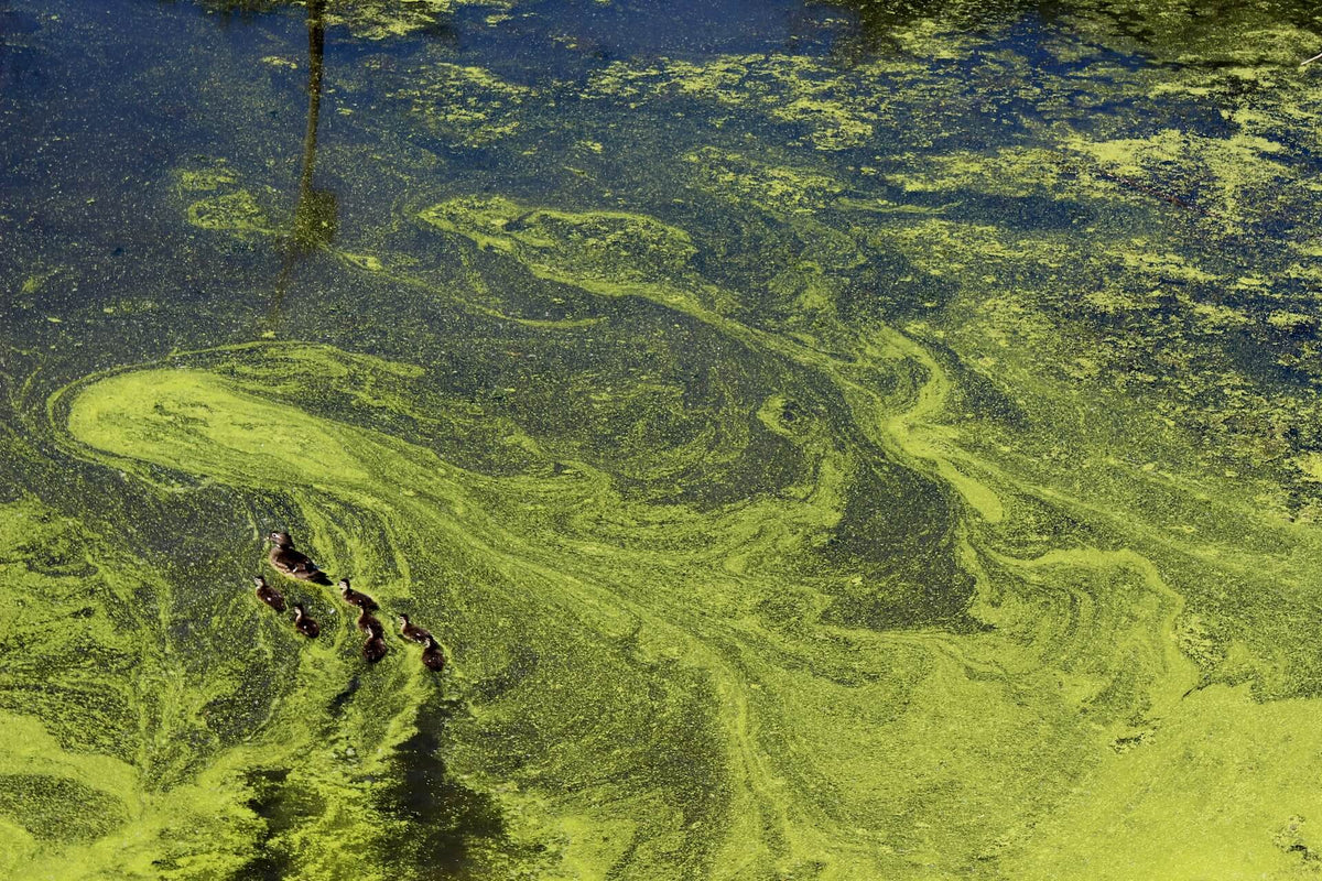 Algaecide: When and How to Use It in Your Dam – lovemydam