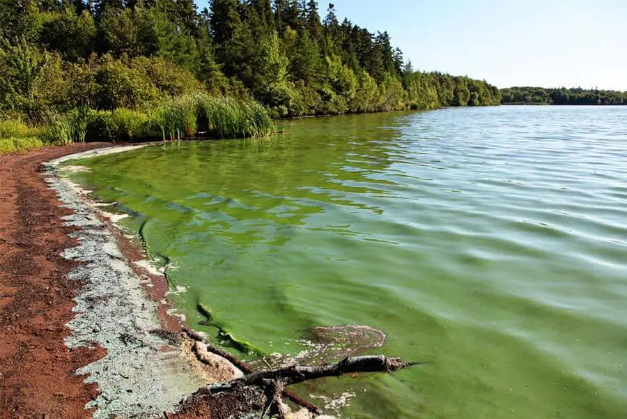What is the Cause of Algal Bloom in Dams? – lovemydam